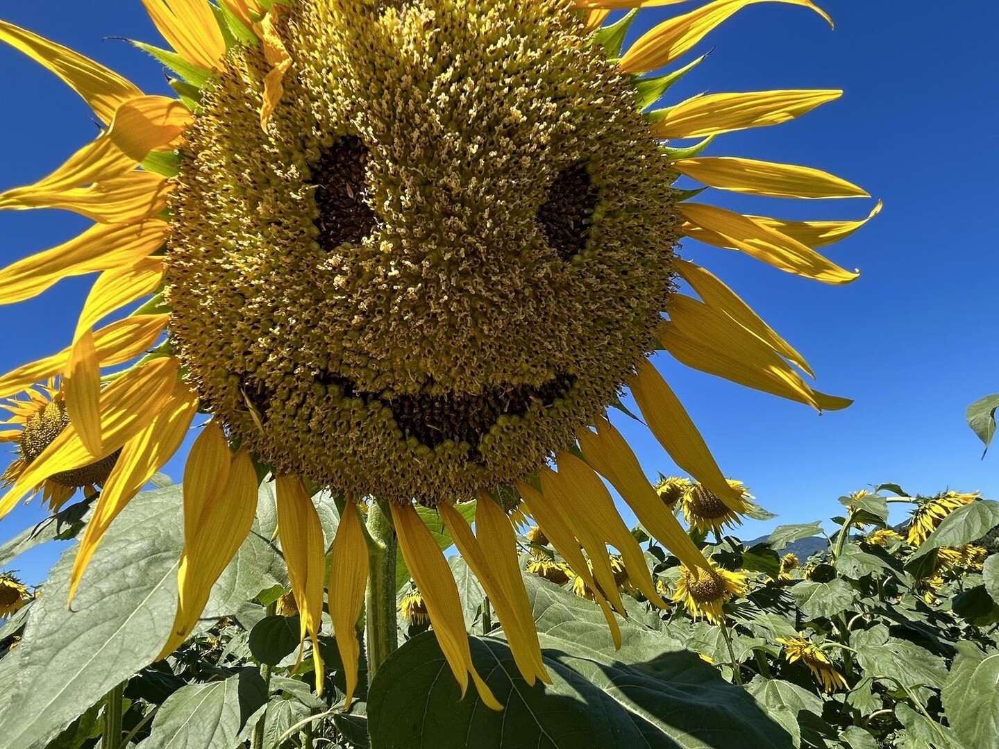 山の日、お盆休みも兼ねた祝日㊗️ 猛暑に... / kaizaさんのモーメント | YAMAP / ヤマップ