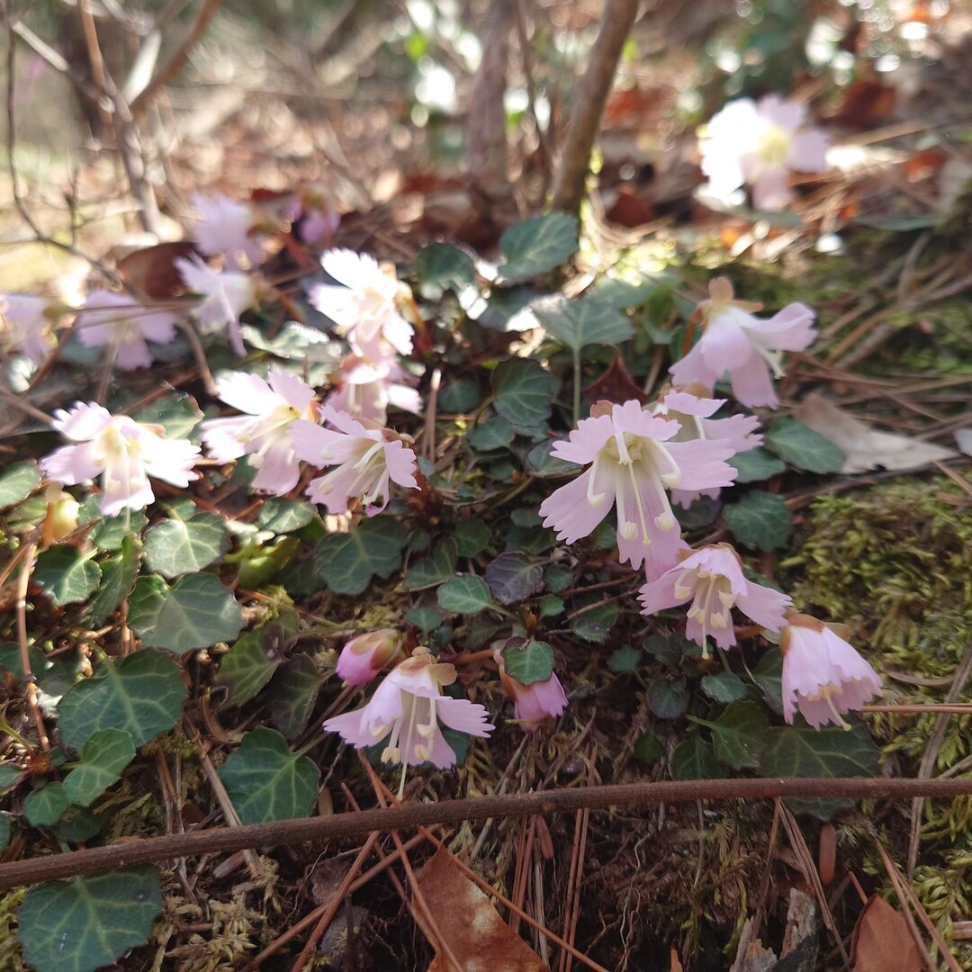 山ジム 心拍 インターバルtraining 古里駅〜御岳山〜古里 / sai。さんの大岳山・御岳山・御前山の活動データ | YAMAP / ヤマップ