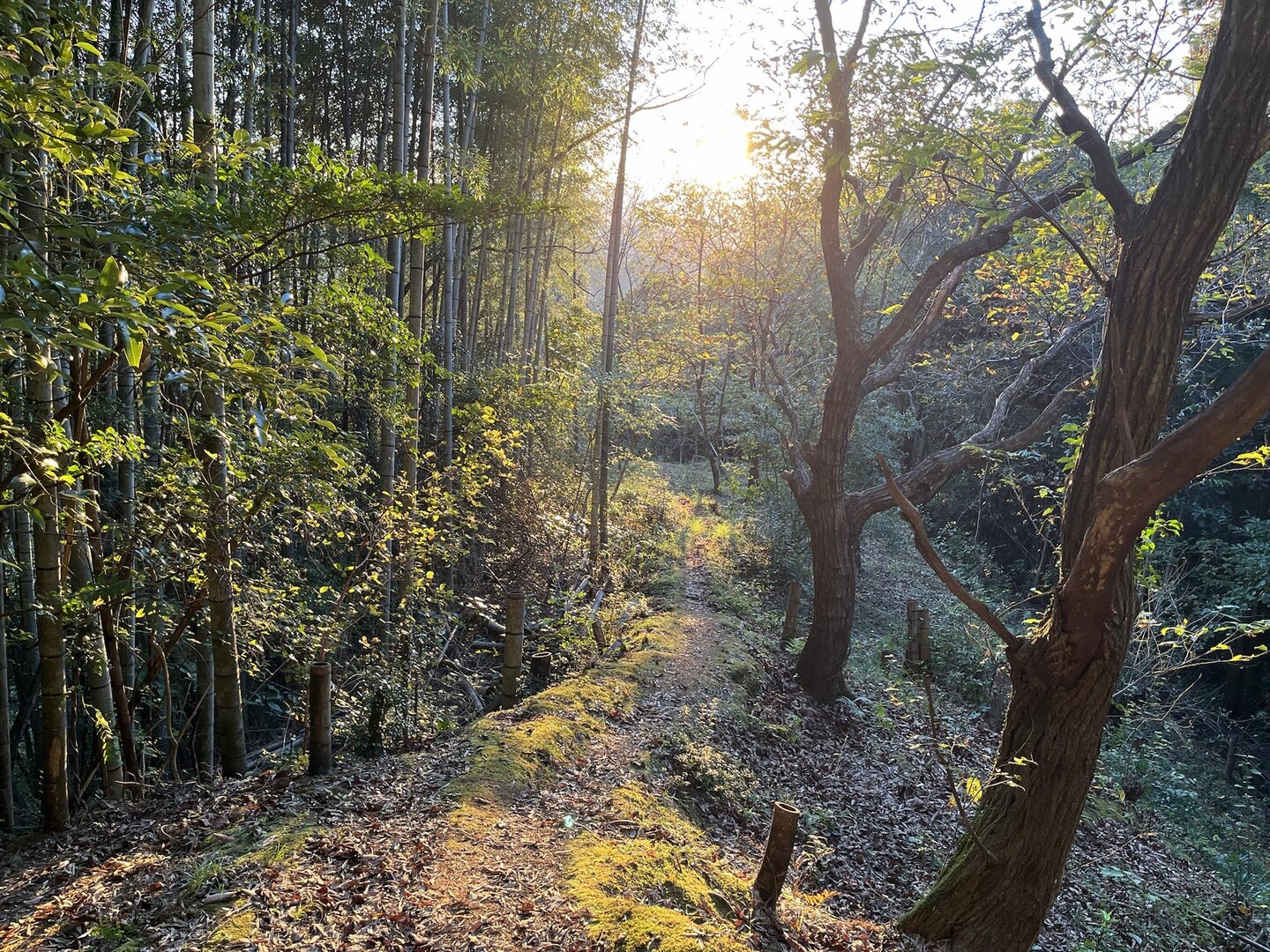 加茂山 18 / mochiさんの加茂山・高峰ノ森の活動データ | YAMAP / ヤマップ