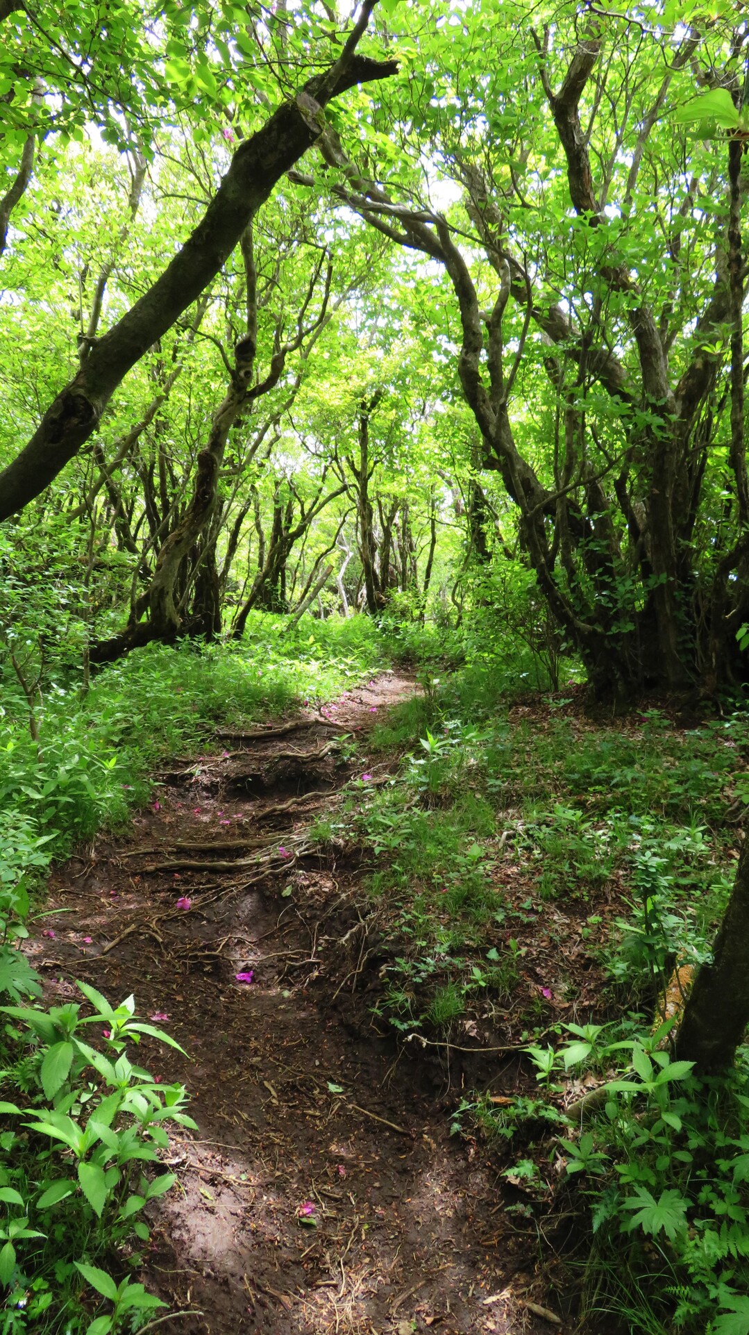 越前岳・呼子岳 / MARCOさんの愛鷹山・大岳・黒岳の活動データ | YAMAP / ヤマップ