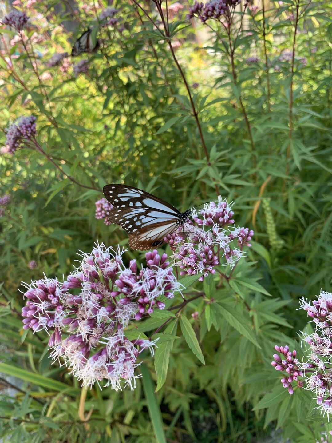 アサギマダラを見に摩耶山天上寺へ。摩耶別山・摩耶山 / ERlii*さんの六甲山・長峰山・摩耶山の活動データ | YAMAP / ヤマップ