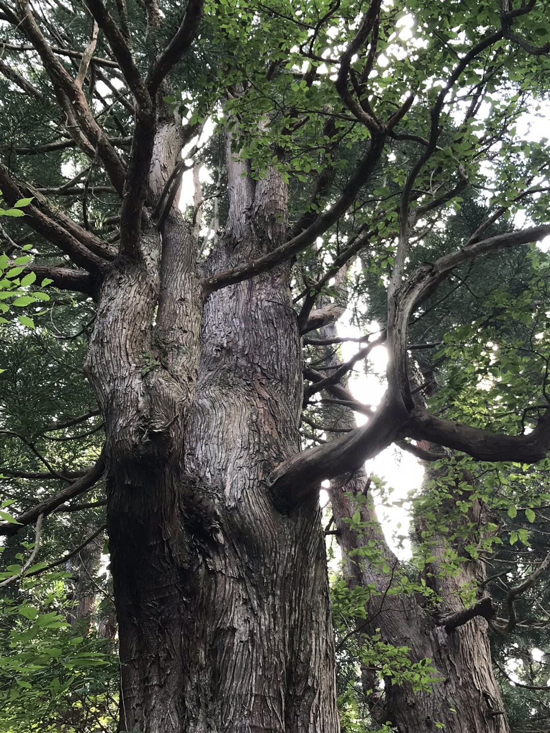 soraのページ | YAMAP / ヤマップ