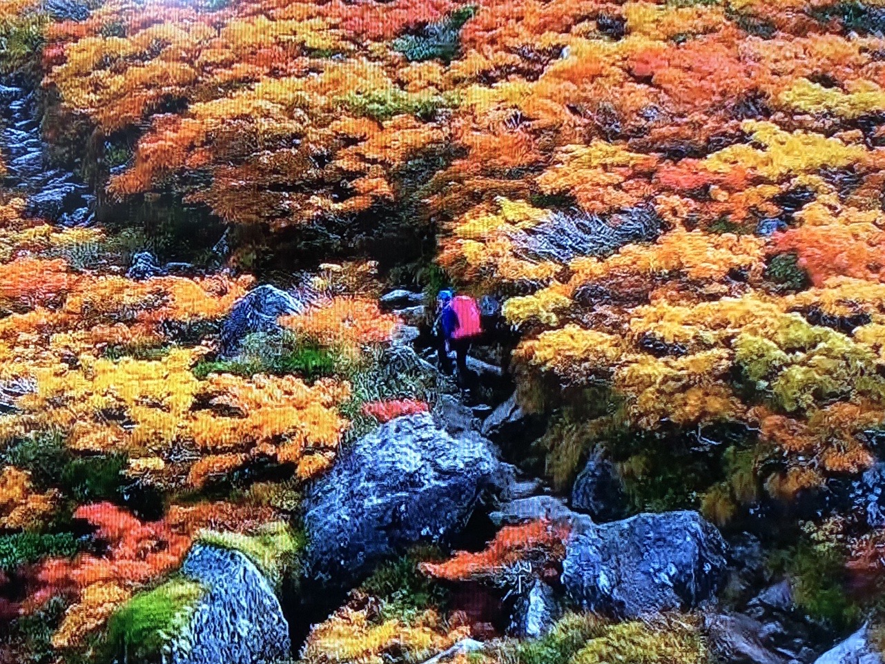 BSプレミアム「日本百名山」紅葉真っ盛り... / ジロジロさんのモーメント | YAMAP / ヤマップ