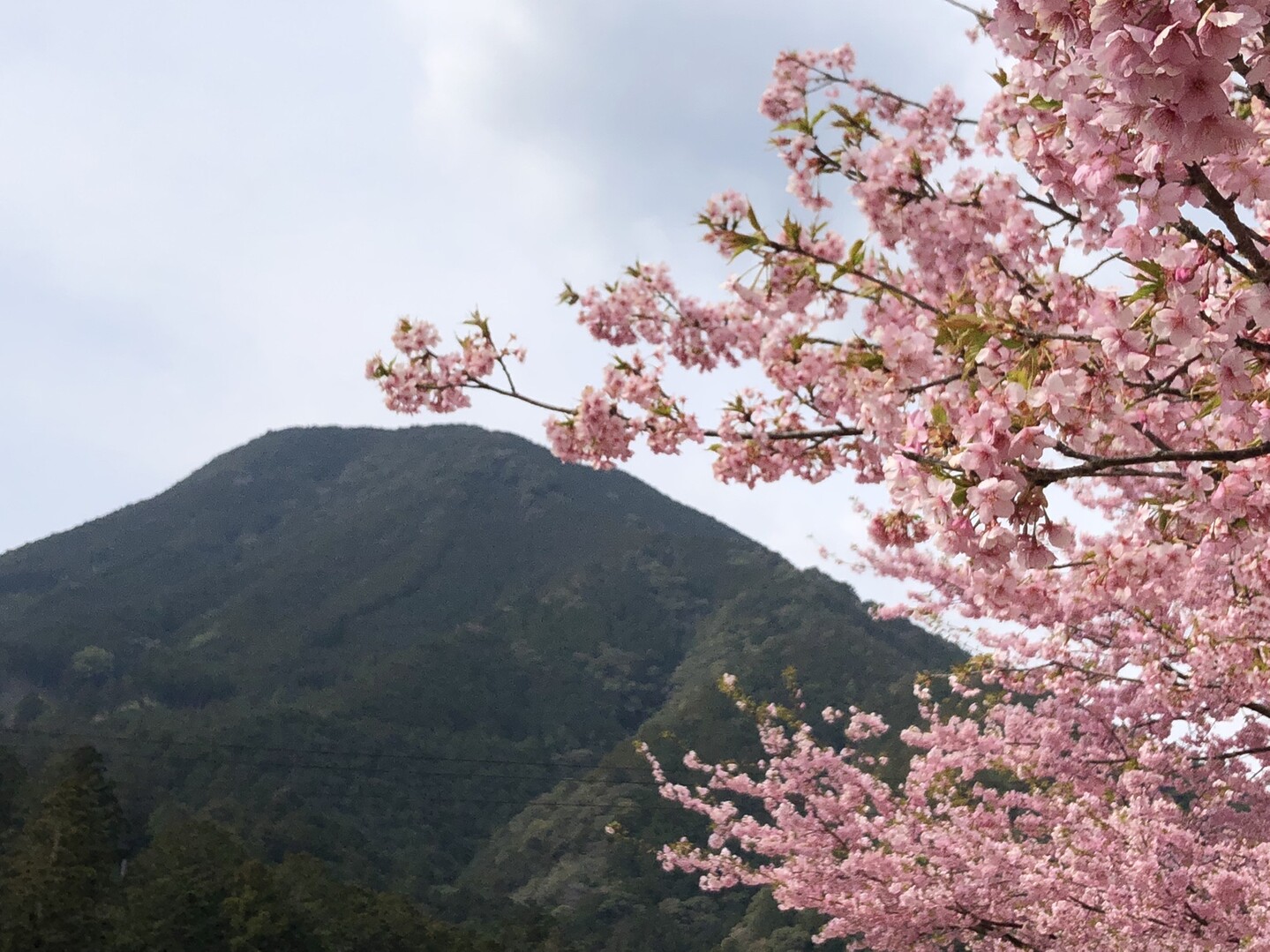【追加】河津桜と便石山、銚子川 / pixyさんのモーメント | YAMAP / ヤマップ