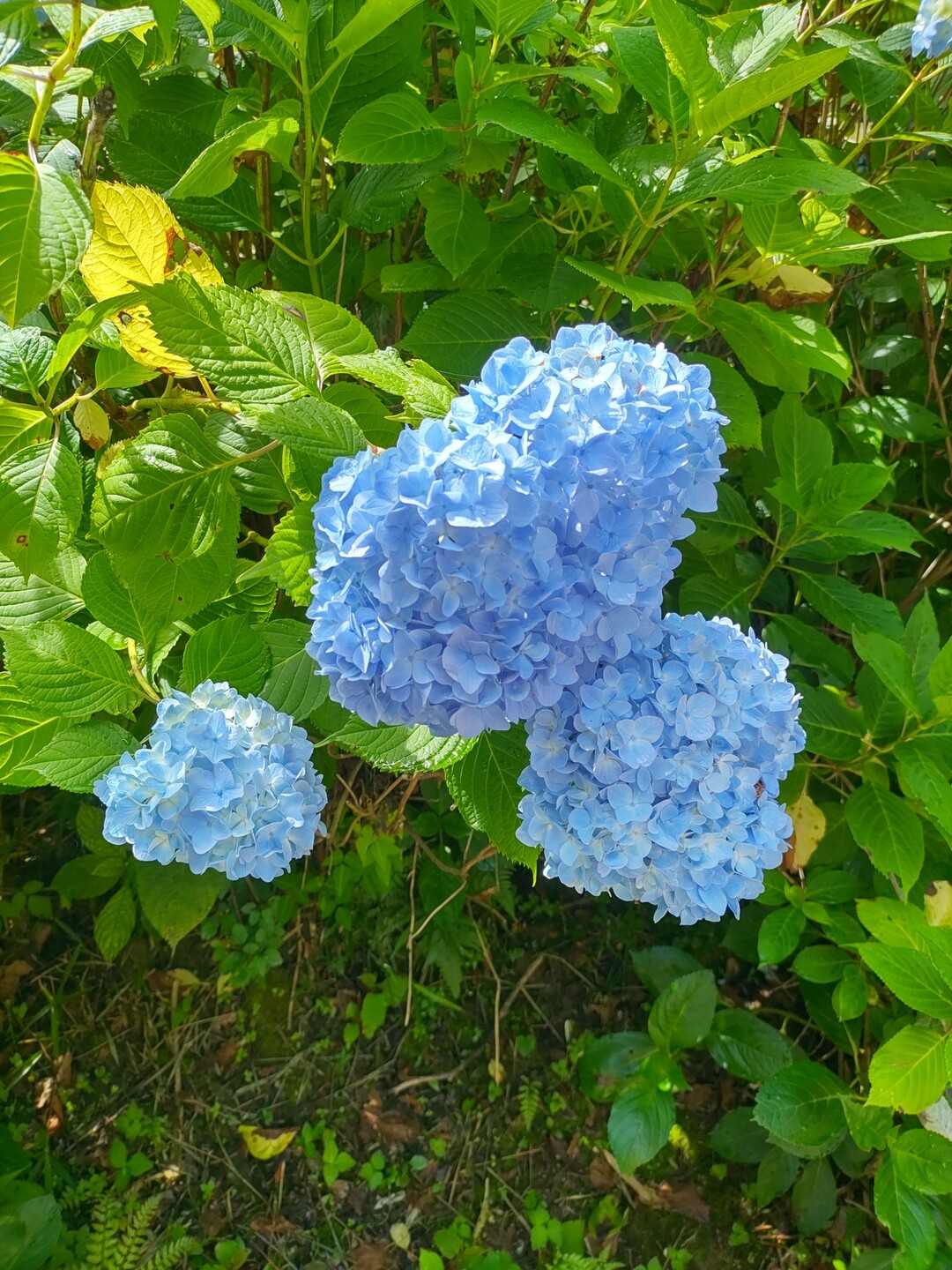 先週の生駒紫陽花🐌💠🐌 / keiAM60さんの生駒山・神津嶽・大原山の活動データ | YAMAP / ヤマップ