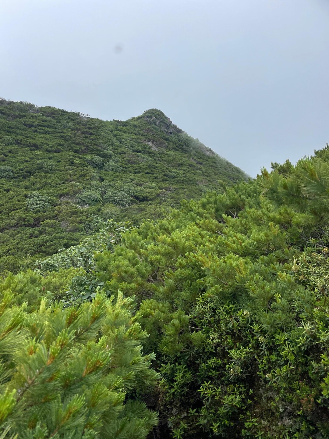 雄阿寒岳 / silkoさんの雄阿寒岳の活動データ | YAMAP / ヤマップ