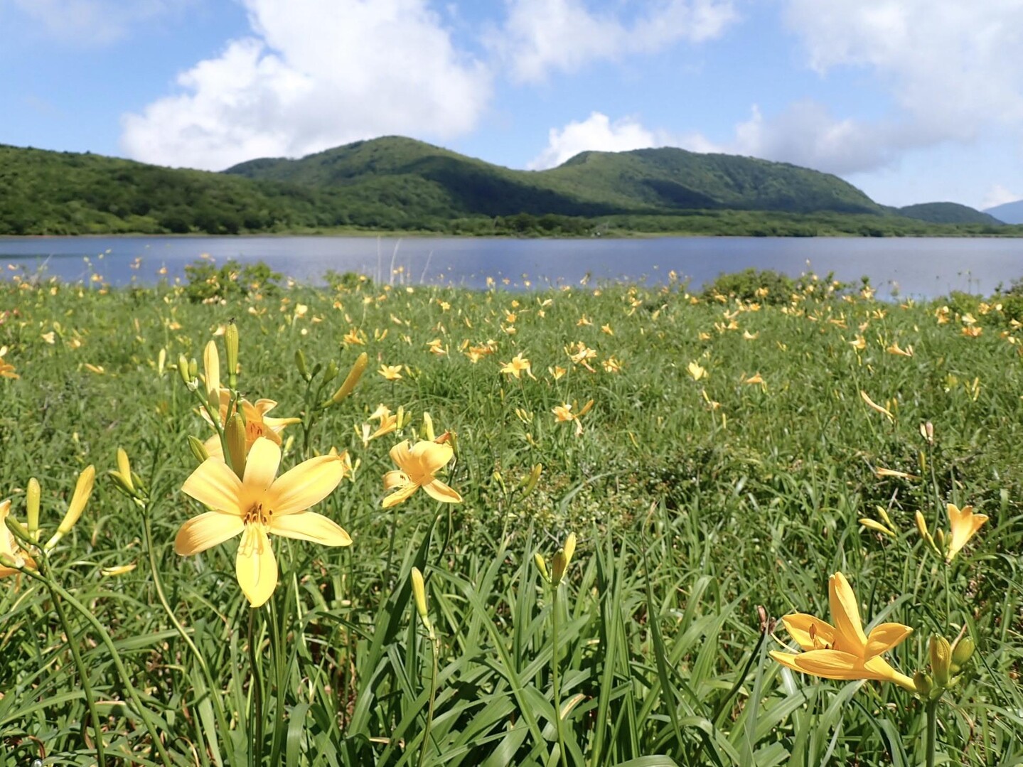 雄国沼🌼〜猫魔ヶ岳周回⛰️😸 / reoさんの磐梯山・雄国山・赤埴山の活動データ | YAMAP / ヤマップ