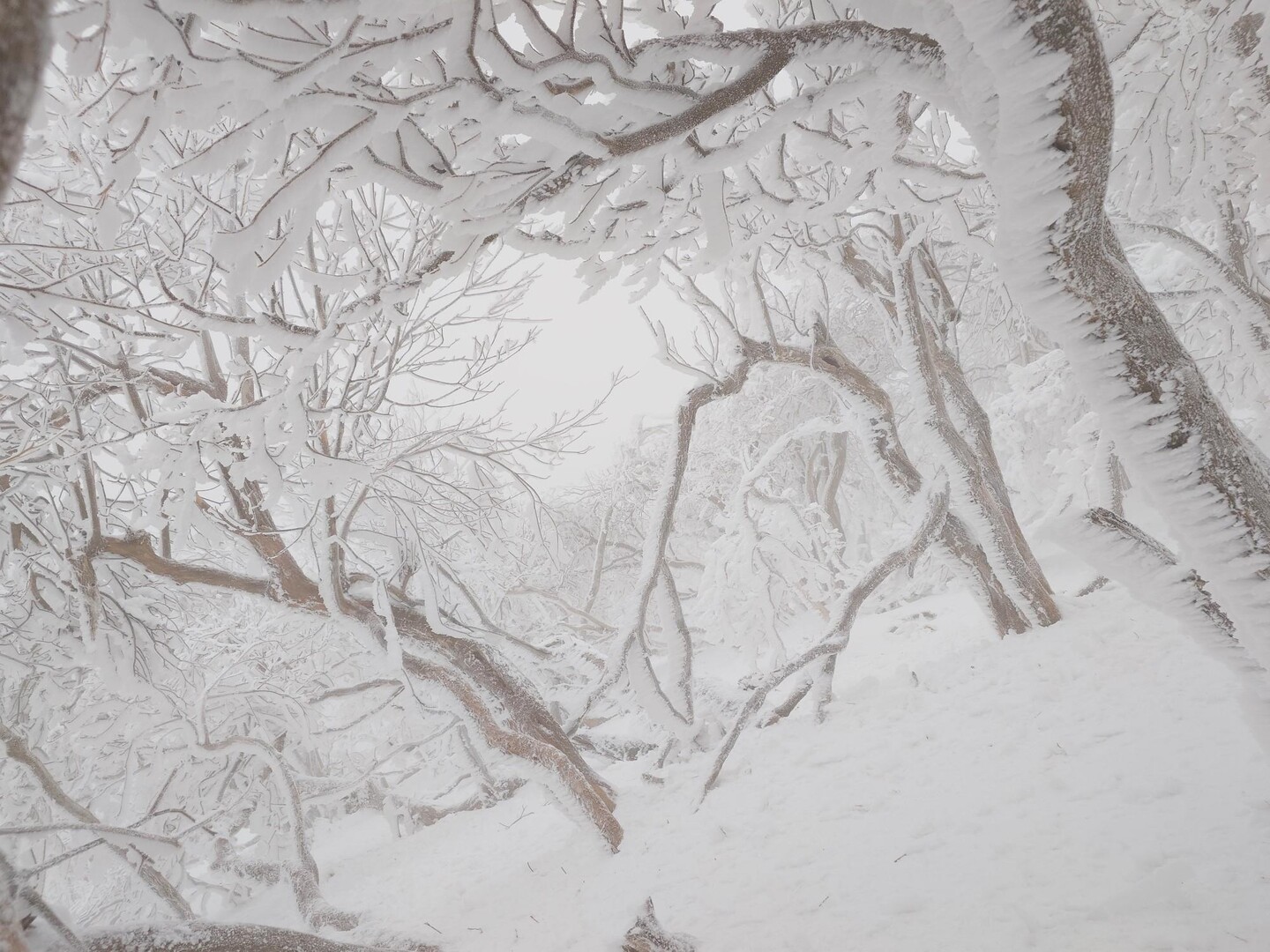 綿向山 / isoさんの綿向山の活動データ | YAMAP / ヤマップ