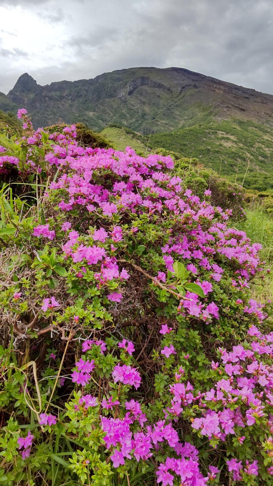 バカ尾根で鍛錬 / ushiさんの九重山（久住山）・大船山・星生山の活動日記 | YAMAP / ヤマップ