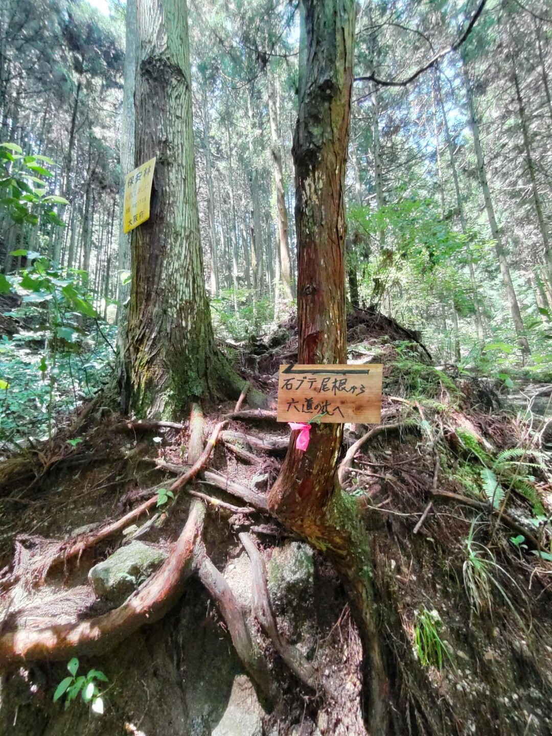 金剛山 石ブテ尾根コース / T64さんの金剛山・二上山・大和葛城山の活動データ | YAMAP / ヤマップ
