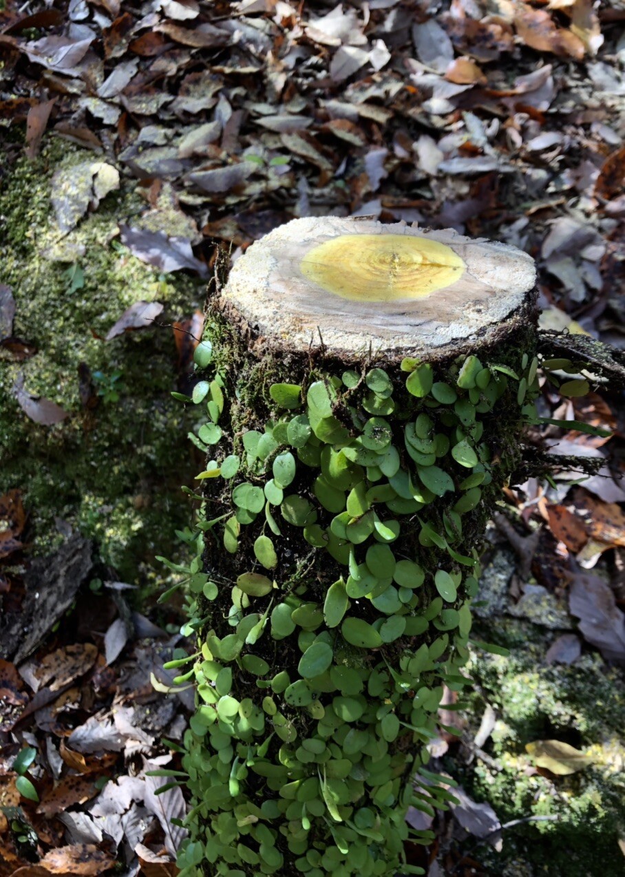 pepperのページ | YAMAP / ヤマップ