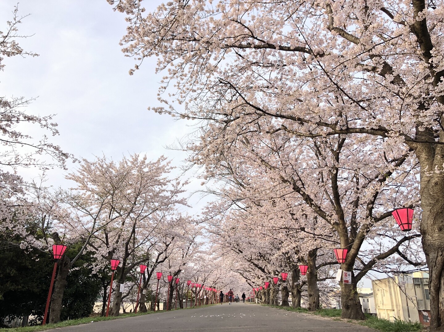 朝ランは住吉折り返し。もちろんソメイヨシ... / ujinaさんのモーメント | YAMAP / ヤマップ