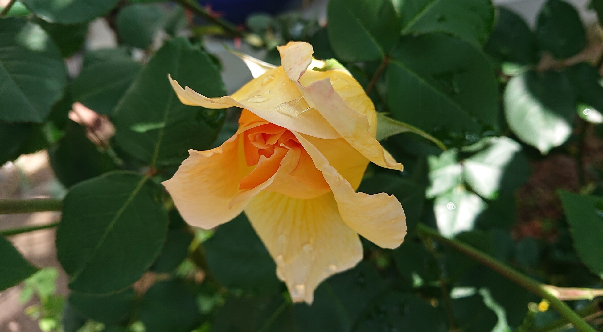 今日は、山はお休み。素人として細々やって... / fujihiroさんのモーメント | YAMAP / ヤマップ