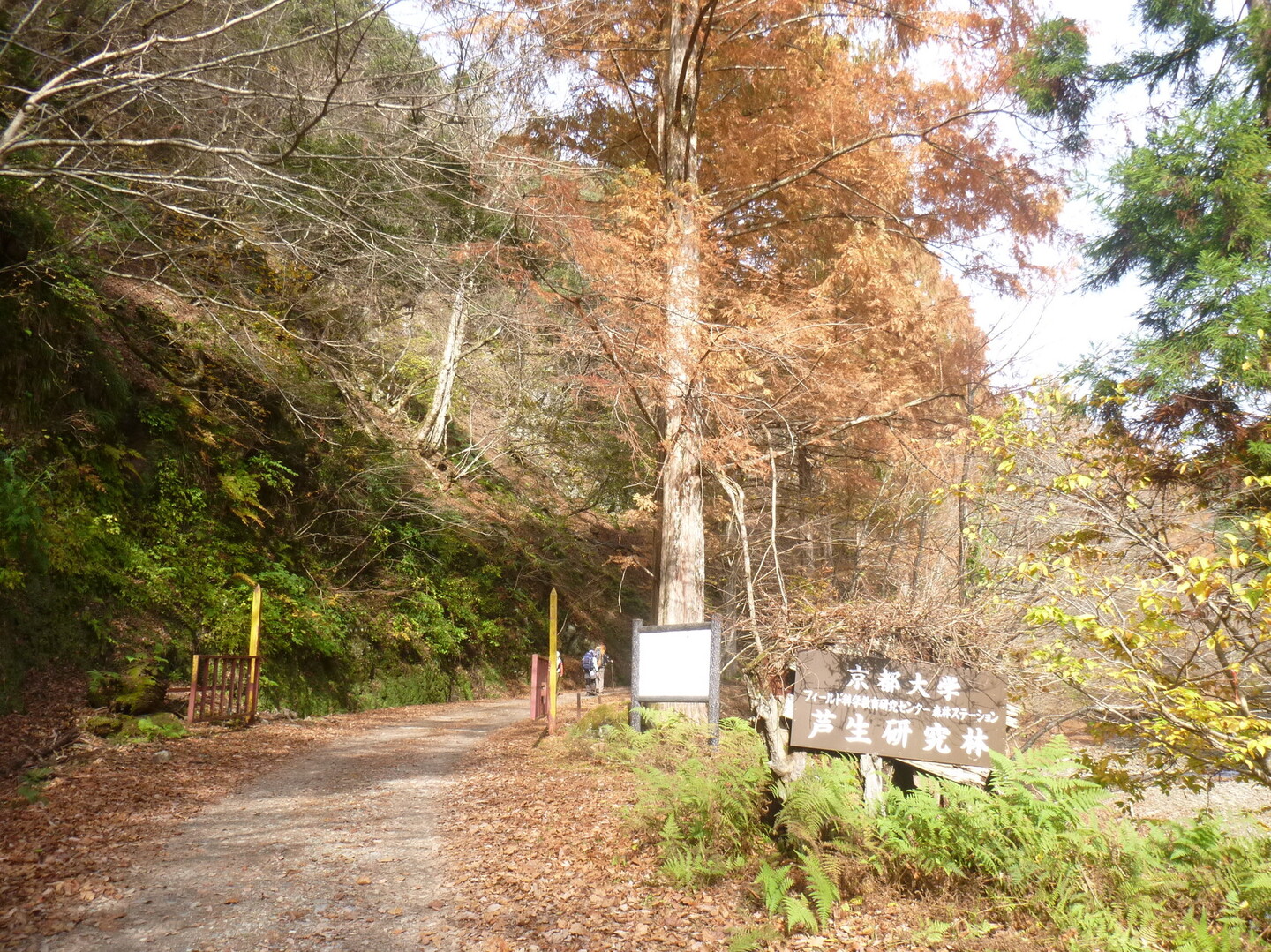 美山川-2015-11-22 / PAO隊長さんの美山川の活動日記 | YAMAP / ヤマップ