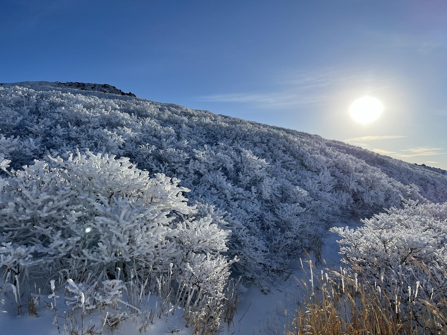 沓掛山・天狗ヶ城 / maiさんの九重山（久住山）・大船山・星生山の活動データ | YAMAP / ヤマップ