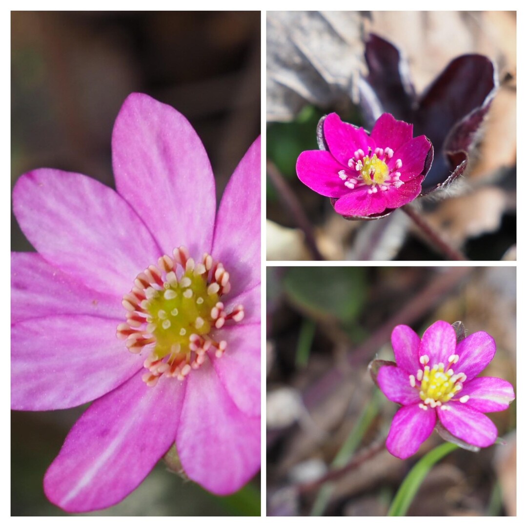 六ヶ岳を下山少し移動、初めての福知山ろく... / BINcyanさんのモーメント | YAMAP / ヤマップ