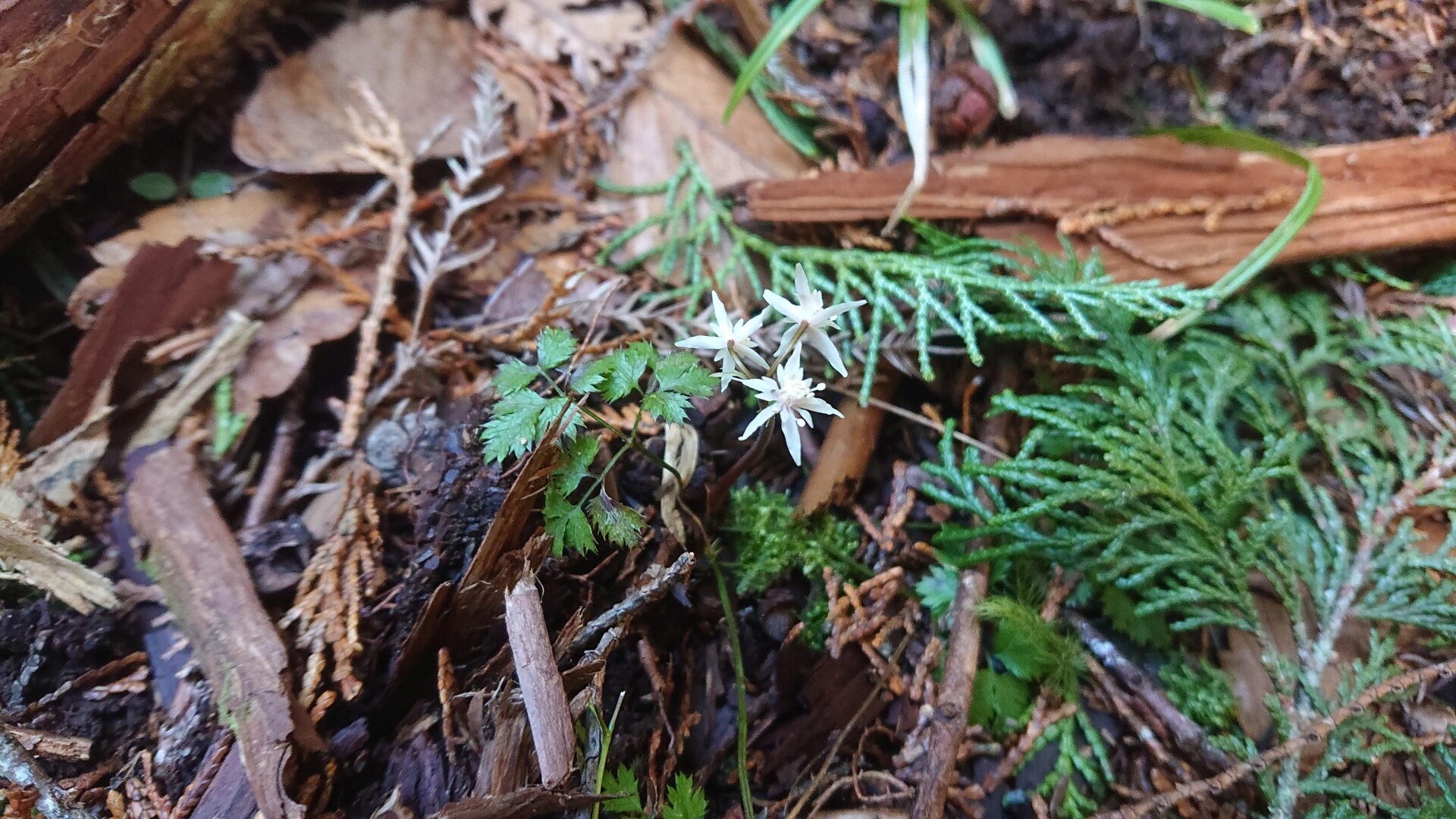hiyoko🐥さんの投稿したフィールドメモ | YAMAP / ヤマップ