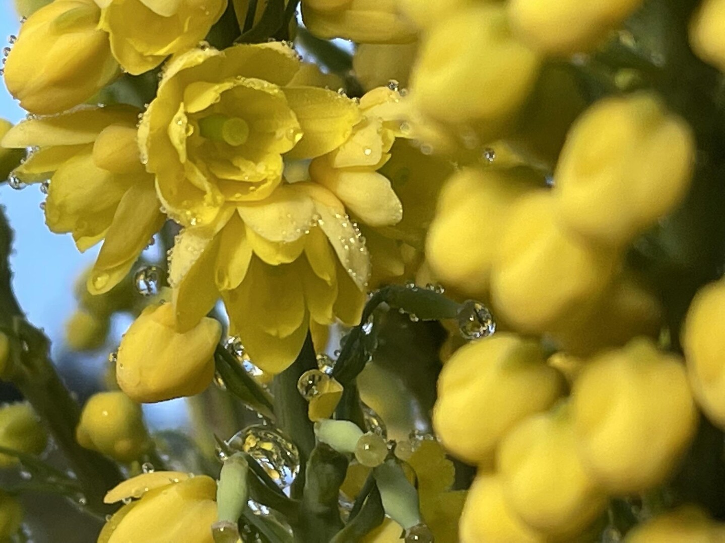 お花便りR4 vol.38 12月2日に... / kaizaさんのモーメント | YAMAP / ヤマップ