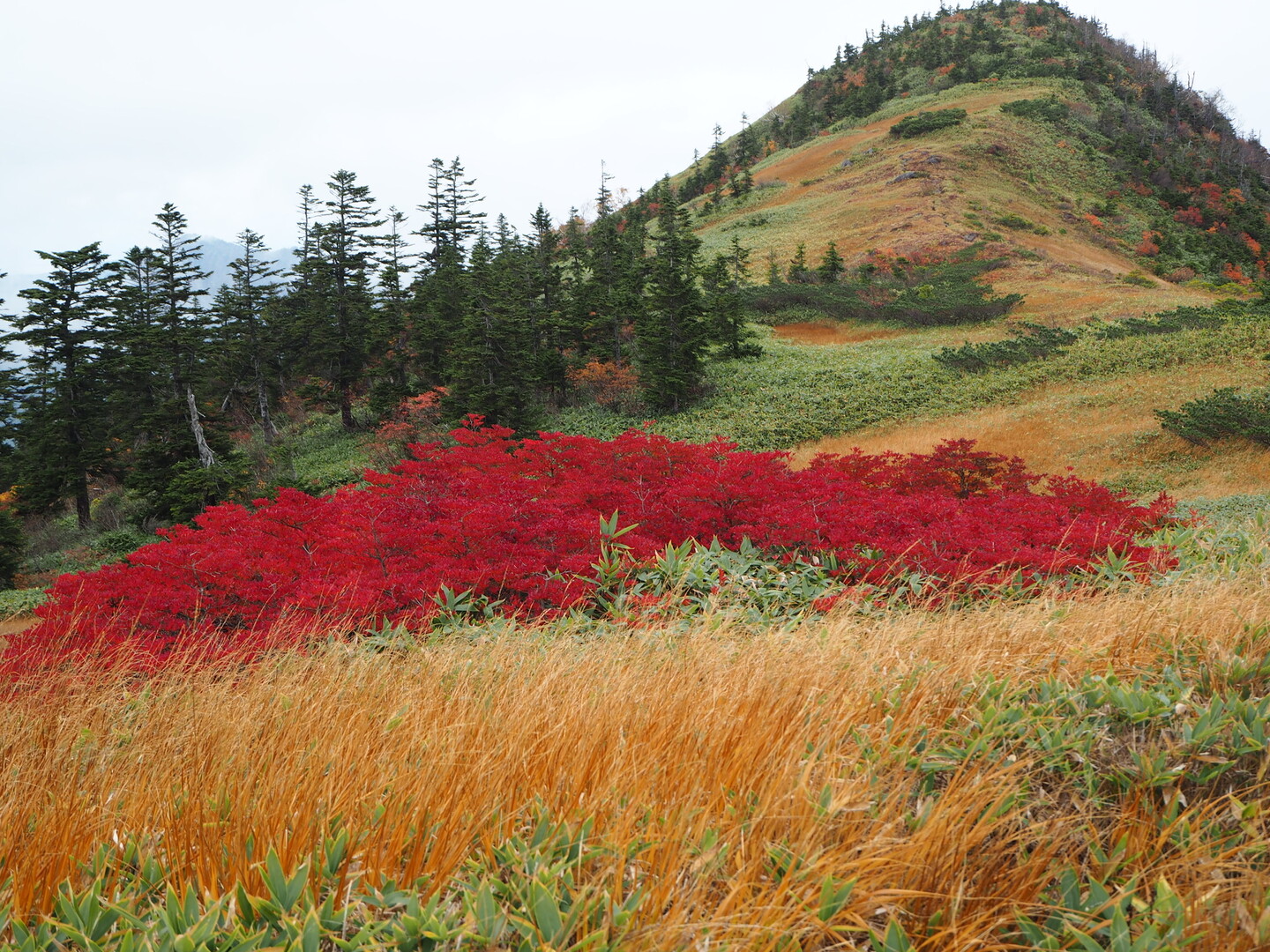 くもりの苗場山 山頂はチョット寒かった！！ / jittaさんの苗場山・赤倉山・佐武流山の活動データ | YAMAP / ヤマップ