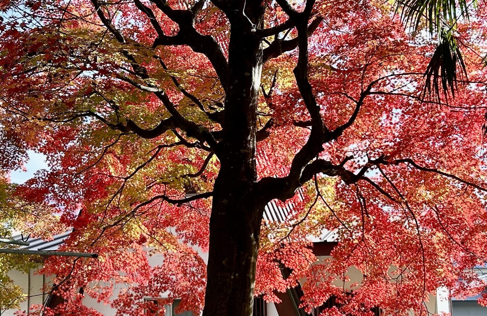 遠刈田温泉刈田嶺神社里之宮界隈 / carolさんの青麻山の活動データ | YAMAP / ヤマップ