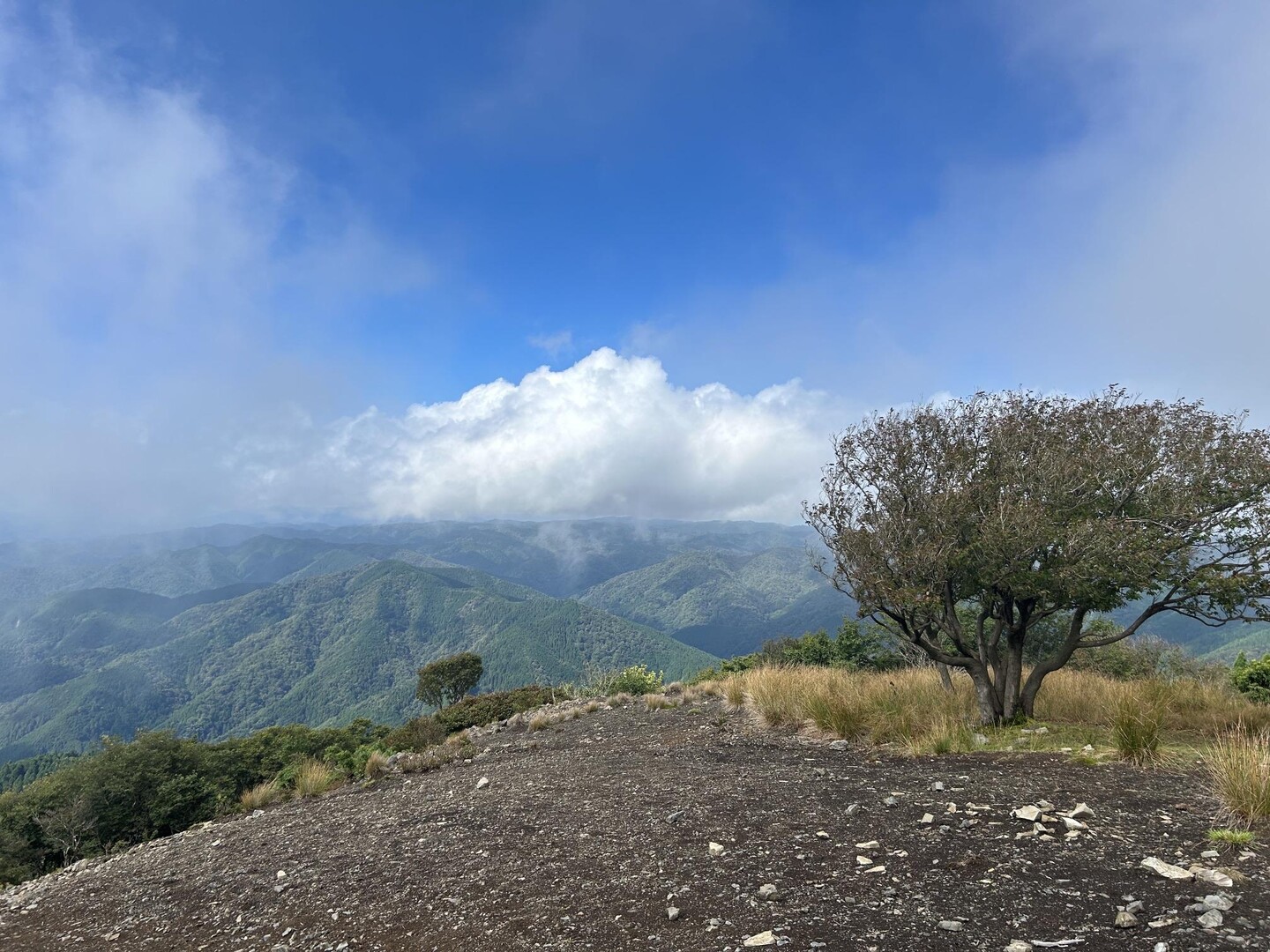 心はやる蓬莱山 / curiさんの比良山地・武奈ヶ岳・釈迦岳の活動データ | YAMAP / ヤマップ