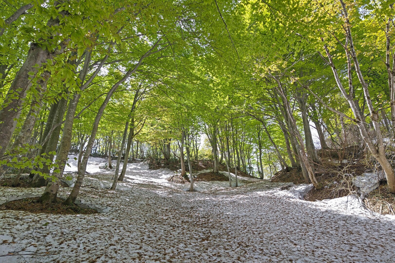 鋸山・三ノ峠山・八方台-2023-04-25 / ikkoさんの鋸山・三ノ峠山・八方台の活動データ | YAMAP / ヤマップ