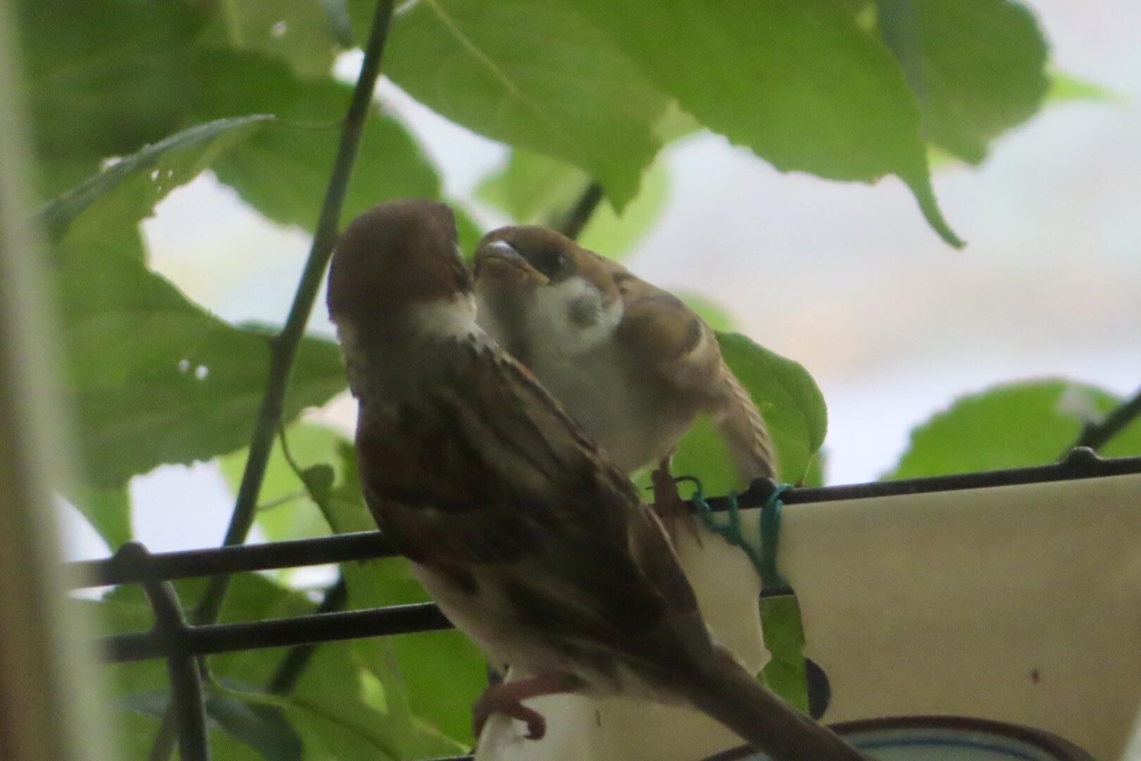 自宅の窓から野鳥観察 第15弾 冬鳥さ... / otaksaさんのモーメント | YAMAP / ヤマップ