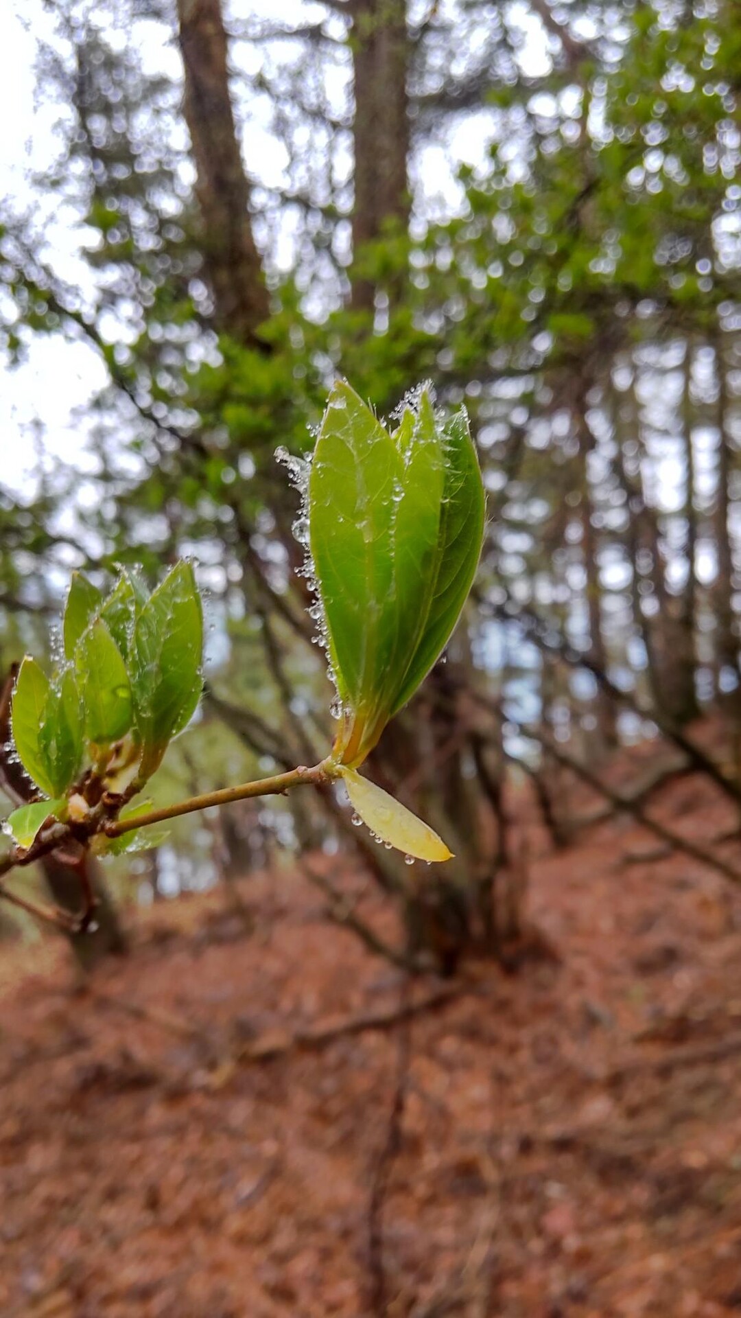 ミネ山・毛無山・十二ヶ岳 / A1-2075さんの節刀ヶ岳・破風山・足和田山の活動データ | YAMAP / ヤマップ