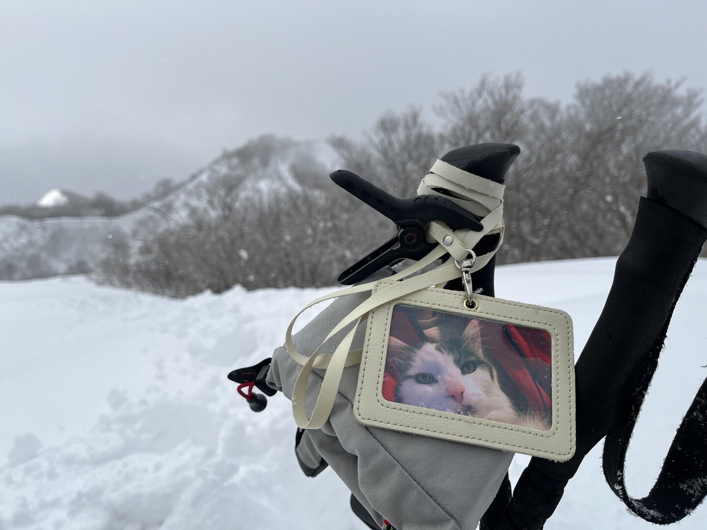 小貝月山・なっくんと共にR5-1(通算156) / なっくんさんの貝月山の活動データ | YAMAP / ヤマップ