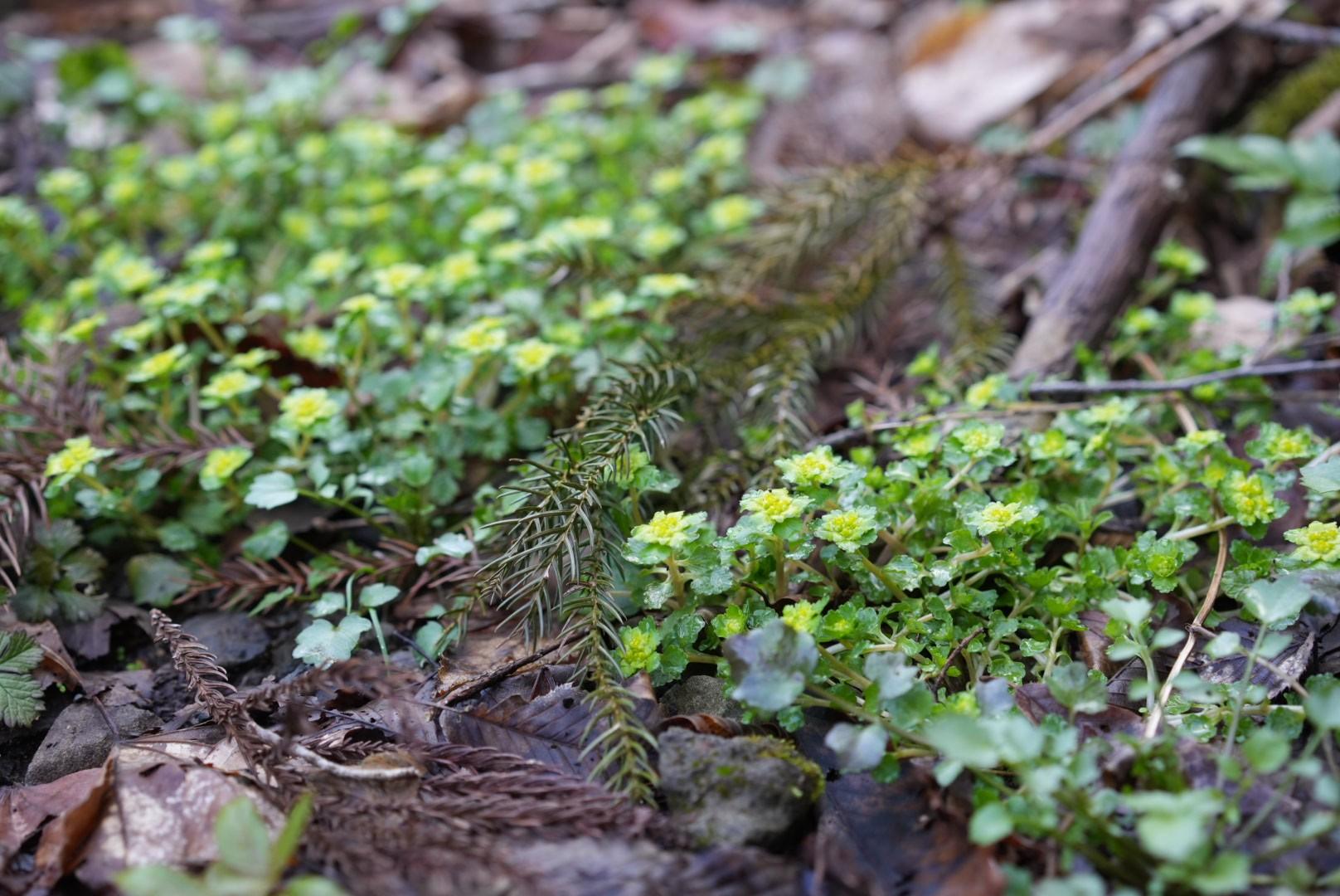 弟見山・莇ヶ岳縦走 / 6Kのパンチョさんの莇ヶ岳・弟見山の活動データ | YAMAP / ヤマップ