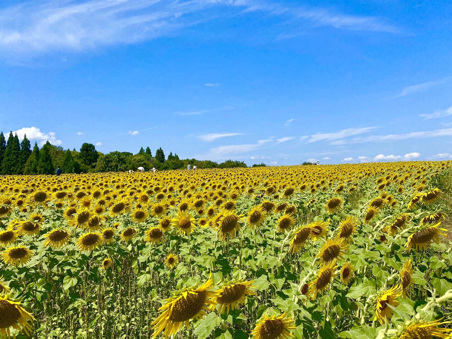 山本山 / eriさんの新潟市の活動データ | YAMAP / ヤマップ