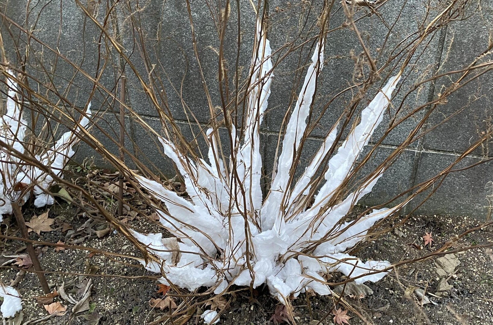 高尾山 シモバシラ探して / woodsfanさんの高尾山・陣馬山・景信山の活動データ | YAMAP / ヤマップ