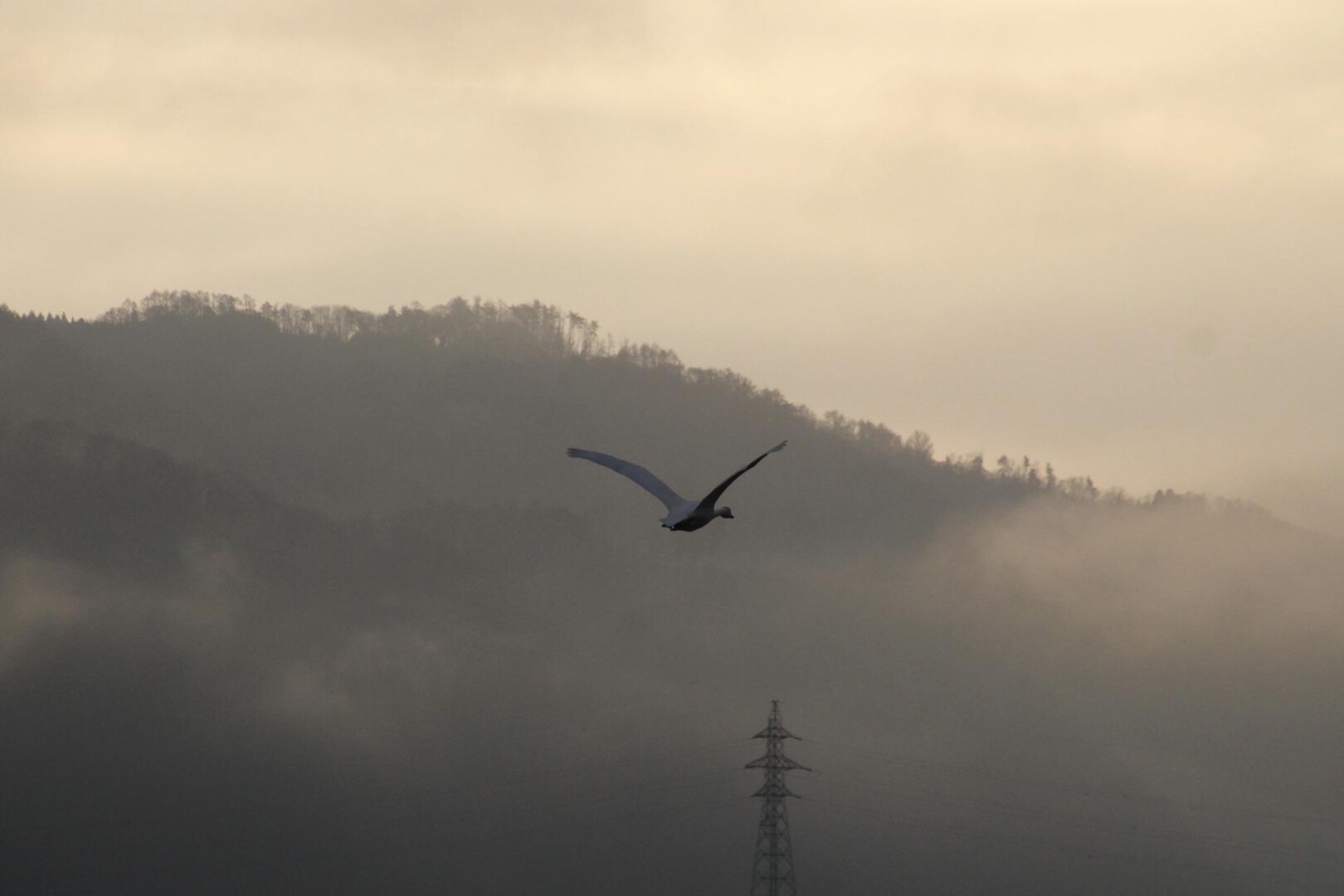 犀川白鳥湖より。 遠くシベリアから安曇野... / kazu51さんのモーメント | YAMAP / ヤマップ