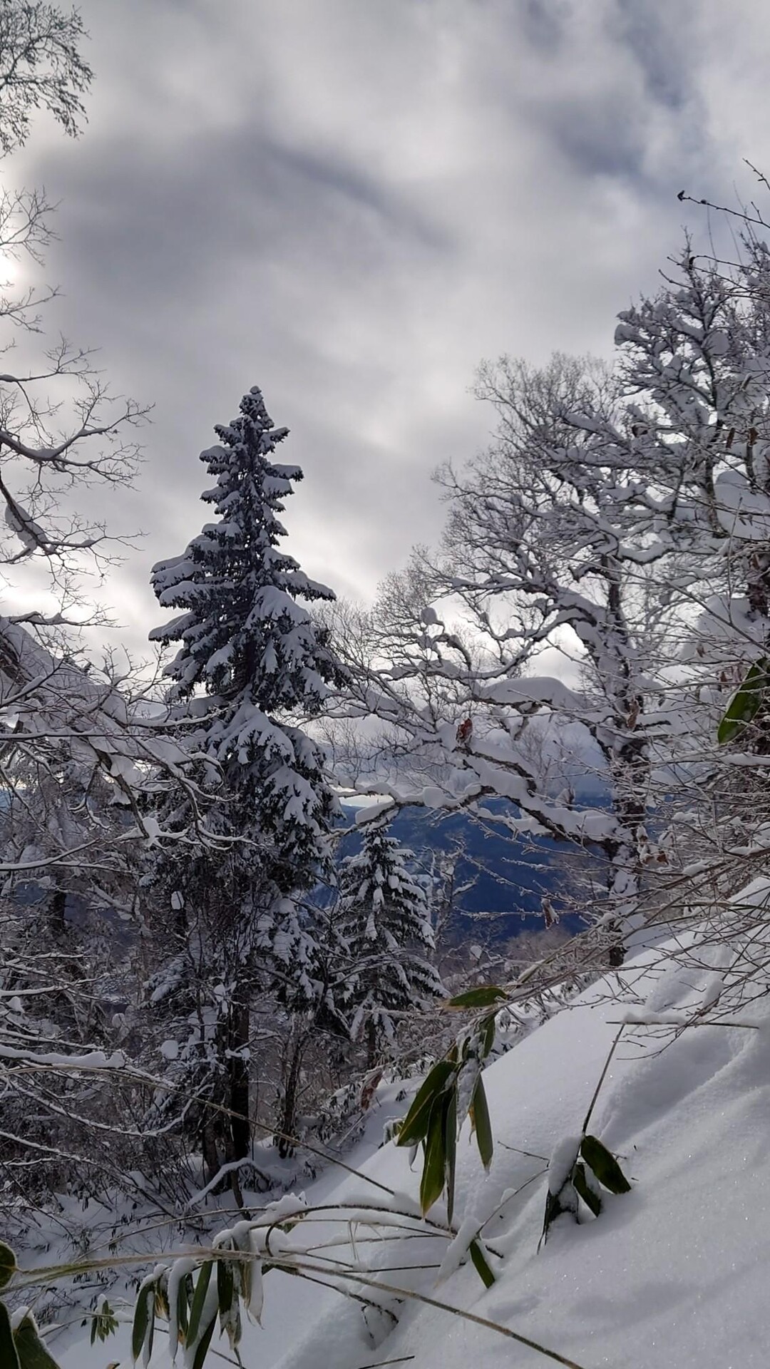 奥盤渓山・三角山・砥石山・盤渓山 / makyさんの砥石山・青山の活動データ | YAMAP / ヤマップ