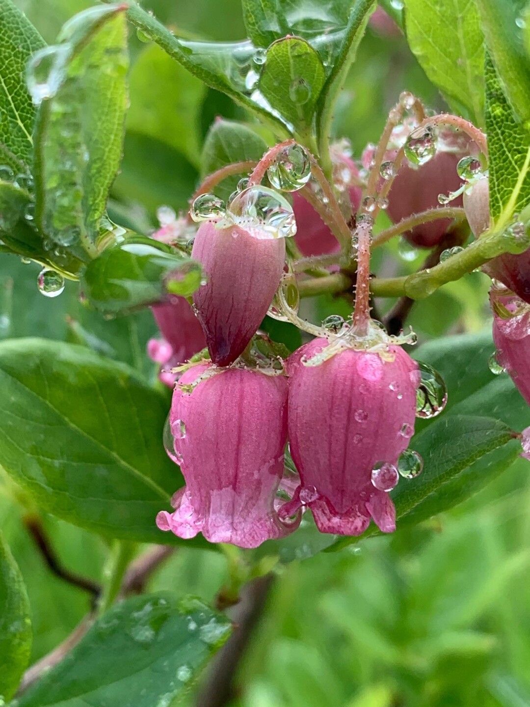 八甲田山BC、やりきってシーズンアウト😊 / ZAKUさんの八甲田山・高田大岳・雛岳の活動日記 | YAMAP / ヤマップ