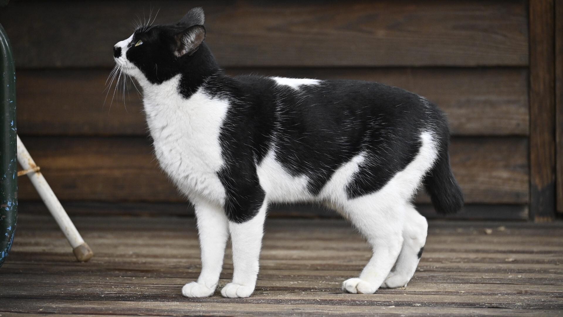 にゃーにゃー。猫の日 にーにー。ヤマガラ... / うずまき ふうこさんのモーメント | YAMAP / ヤマップ