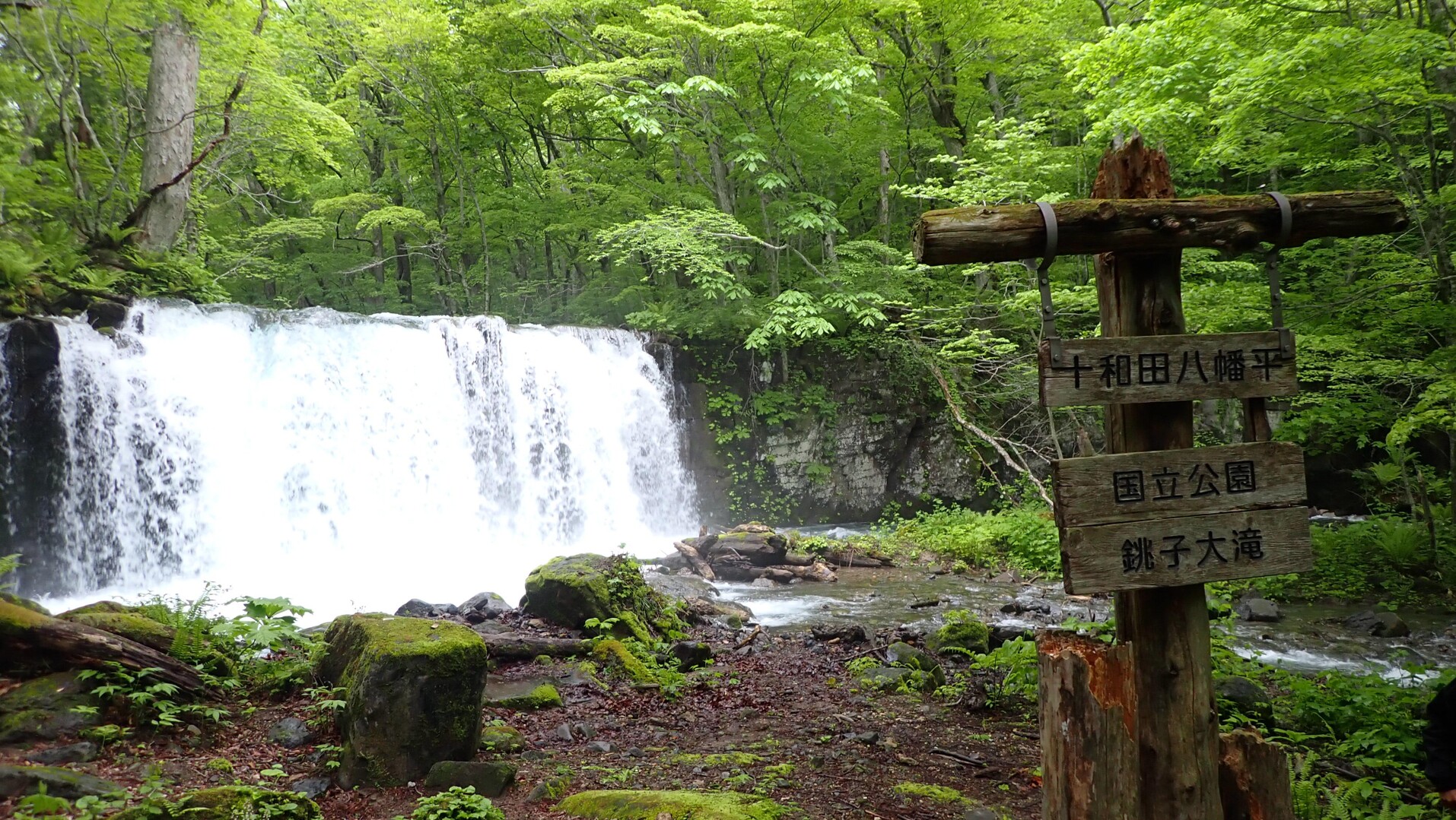 緑のトンネル奥入瀬渓流-2023-05-21 / WA1号さんの奥入瀬渓流の活動データ | YAMAP / ヤマップ