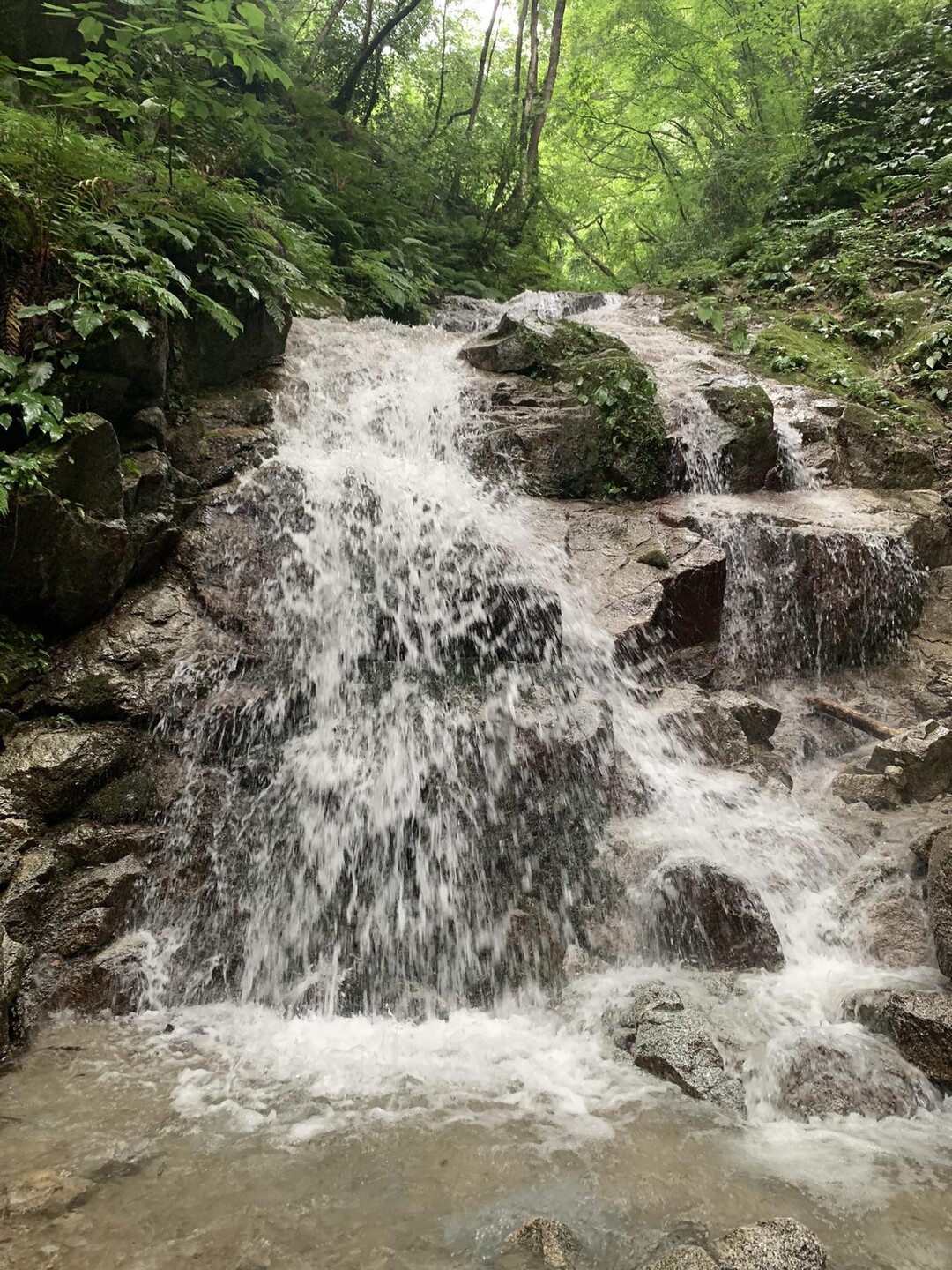 金剛山(丸滝谷⤴️青崩⤵️) / takeさんの金剛山・二上山・大和葛城山の活動データ | YAMAP / ヤマップ