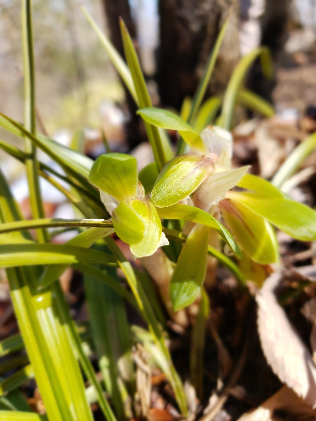 ミツマタです😆🎵🎵 / c.m.kさんのモーメント | YAMAP / ヤマップ