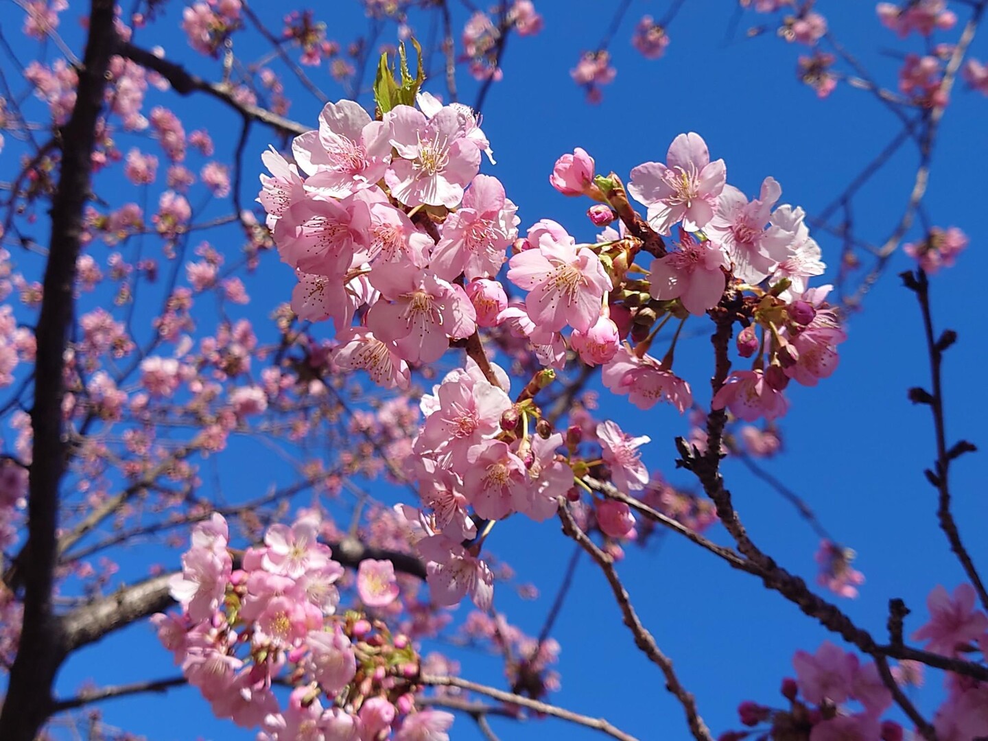 周防大島の春 毎年楽しみにしている小積の... / Bobにゃんさんのモーメント | YAMAP / ヤマップ