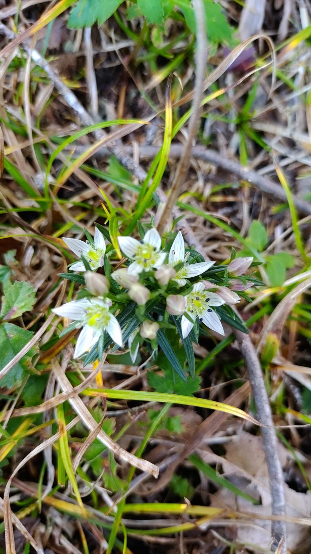 センブリ / kumomaさんのモーメント | YAMAP / ヤマップ