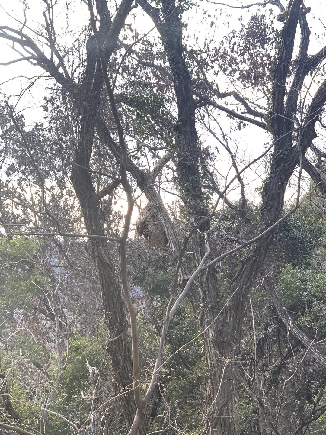 金輪山 / YMO.Kさんの亀山・鶏籠山・的場山の活動データ | YAMAP / ヤマップ