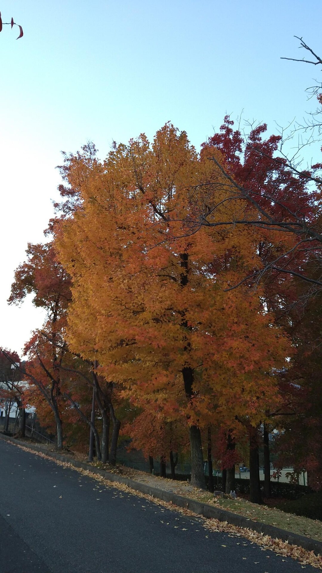 今日は、通院のため後半給を取得しました ... / かめさんのモーメント | YAMAP / ヤマップ