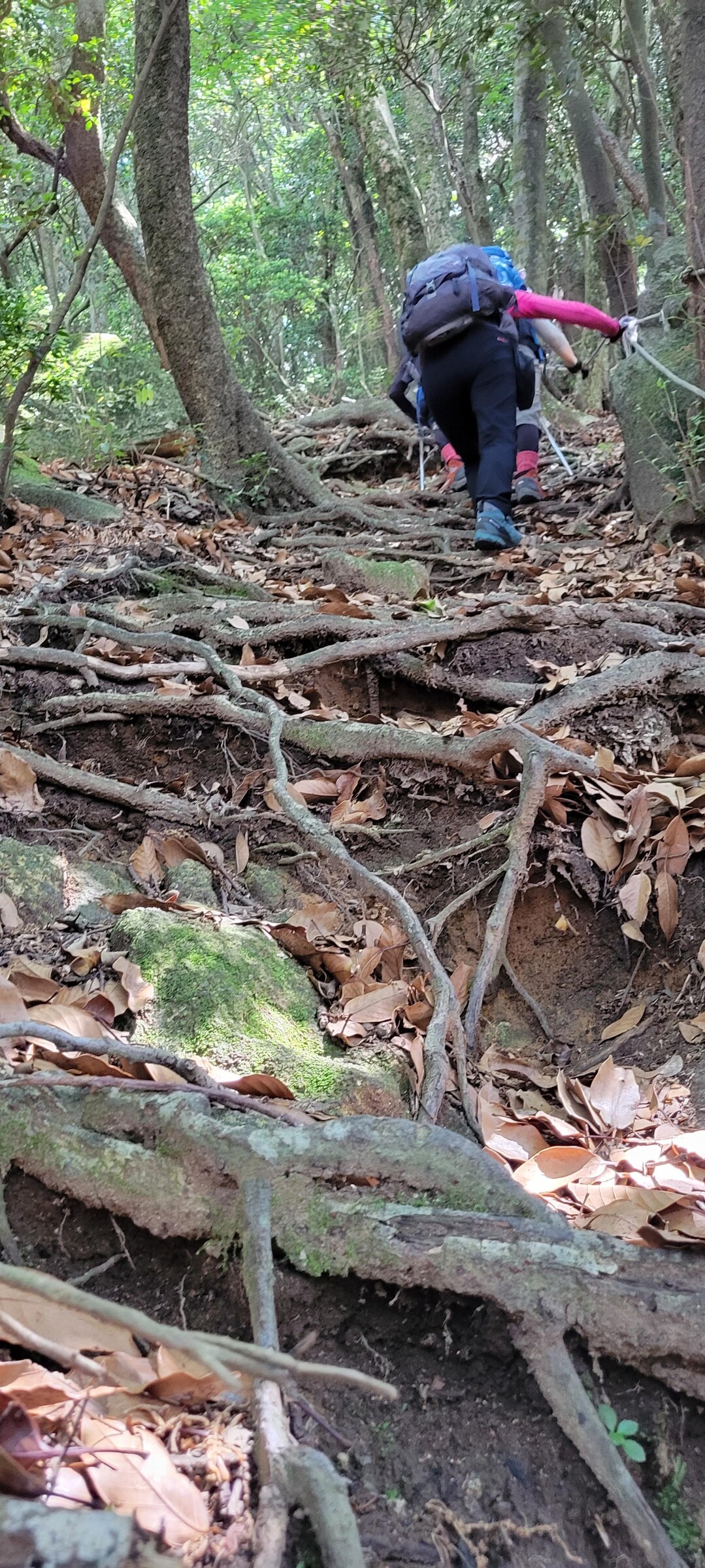 宝満山・三郡山・若杉山 2023-06-17 / Kyonkyonさんの宝満山・三郡山・若杉山の活動データ | YAMAP / ヤマップ