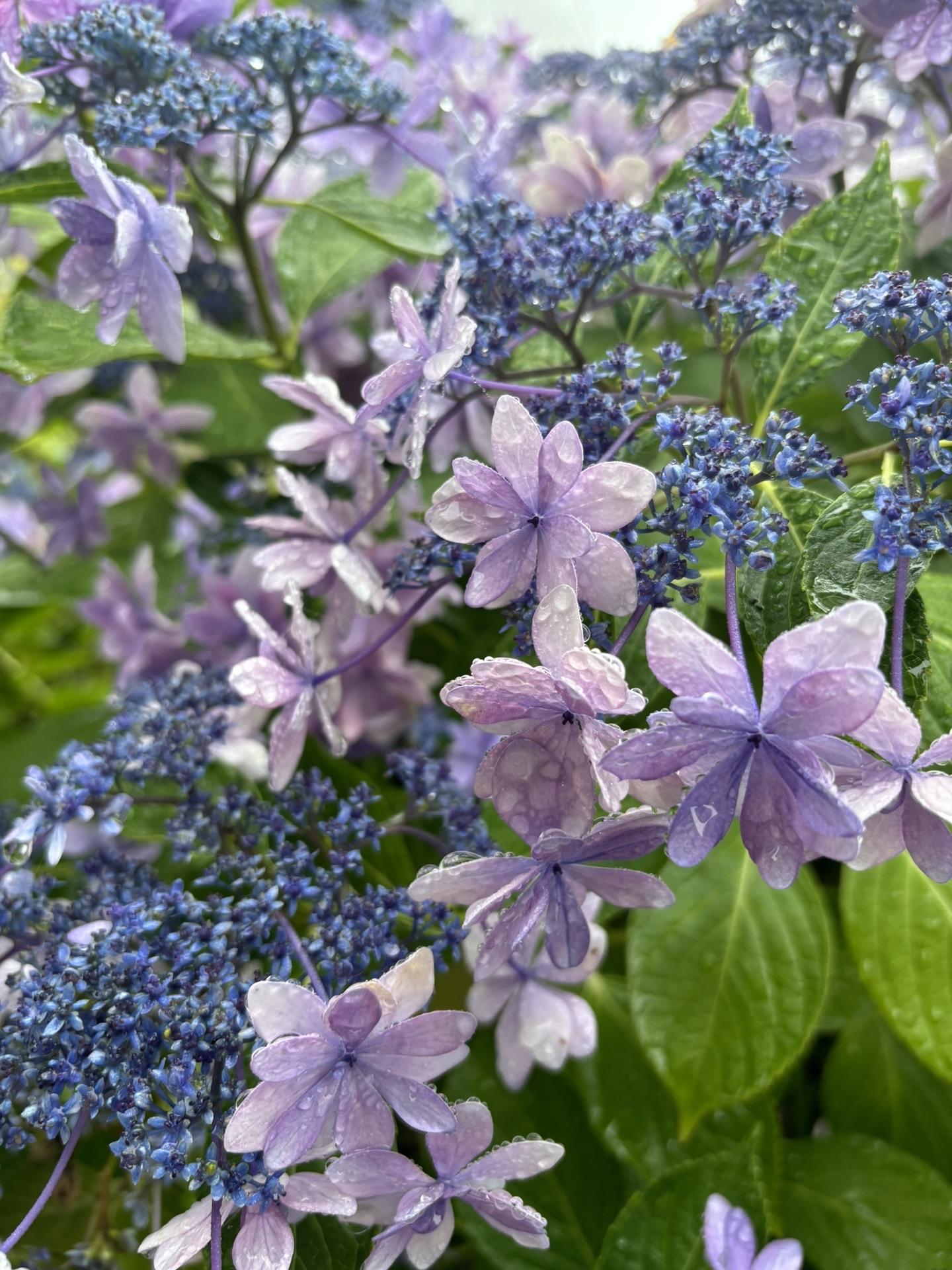 天狗の腰掛け杉（東京） | YAMAP / ヤマップ