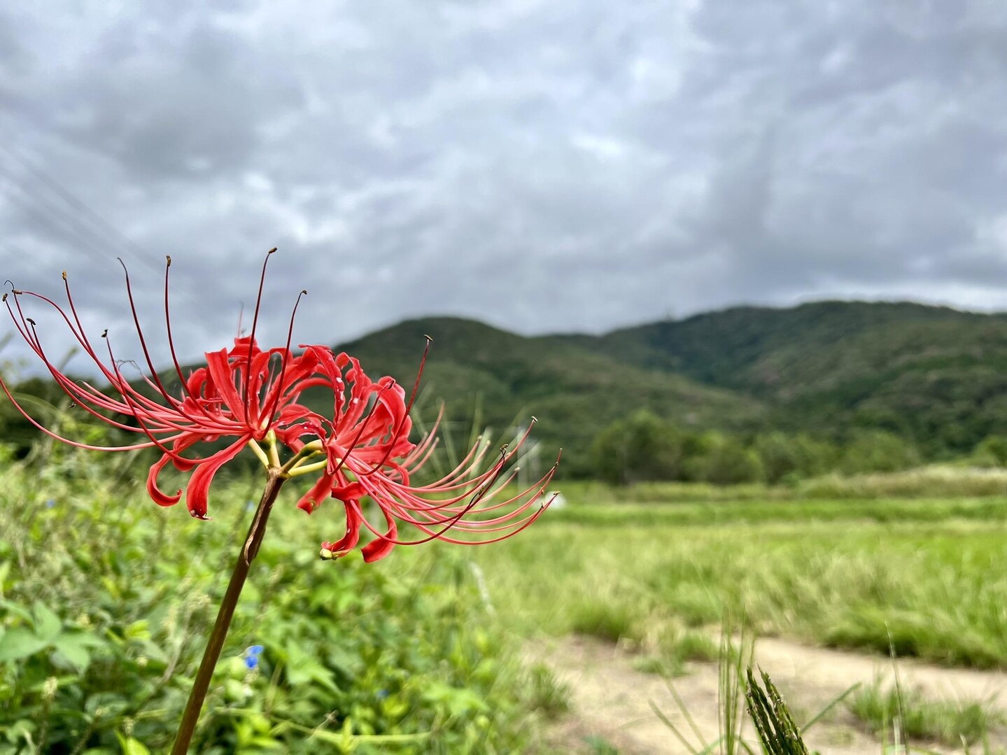 宝篋山 / sonoさんの宝篋山・富岡山の活動データ | YAMAP / ヤマップ