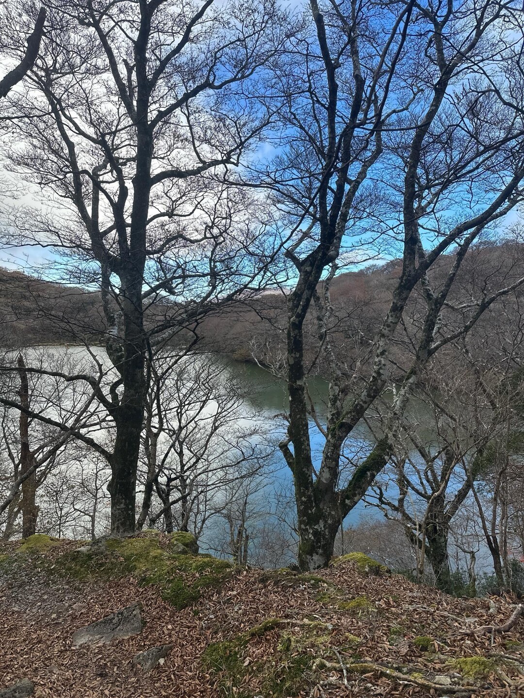 天城 八丁池へ 2024-11-30 / uruさんのウォーキングの活動データ | YAMAP / ヤマップ