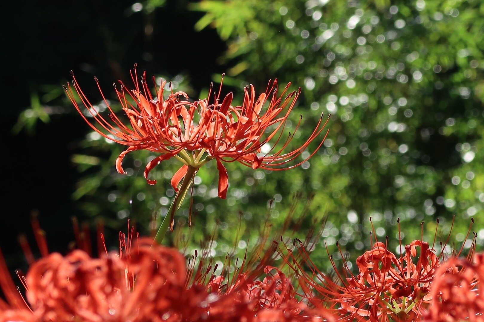 巾着田曼珠沙華まつりと天覧山 / heeさんの天覧山・多峯主山・天覚山の活動データ | YAMAP / ヤマップ