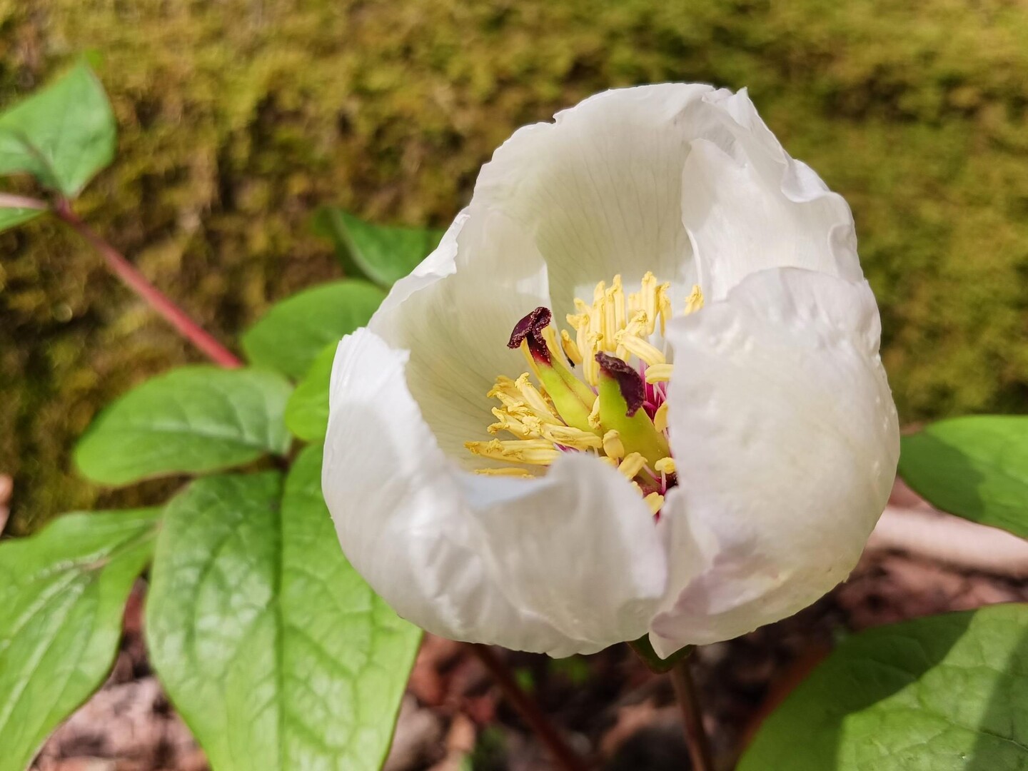 🌸祖母山🌸 / hiroyoさんの祖母山の活動データ | YAMAP / ヤマップ