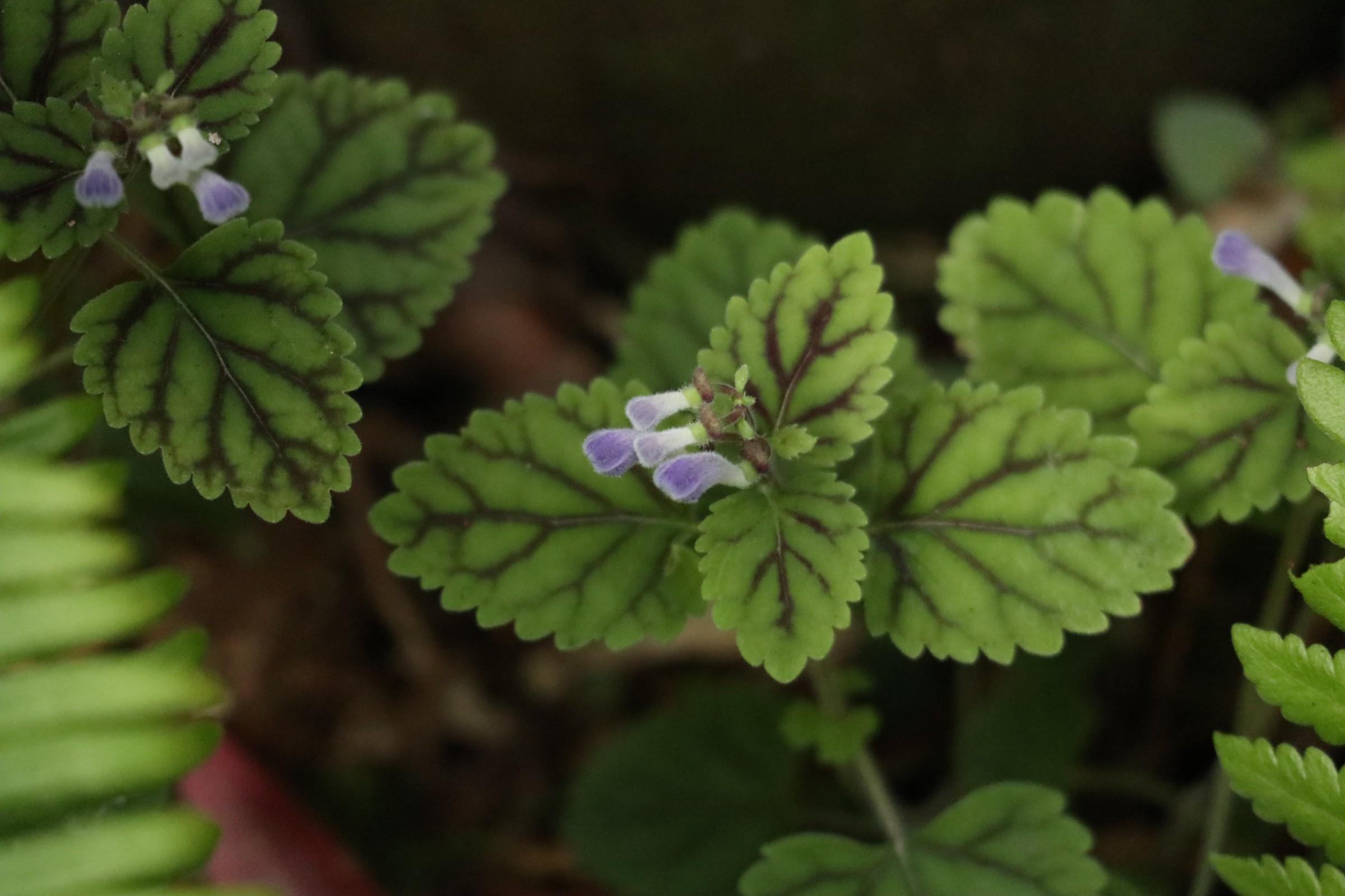鞍掛山山歩 23-04 wt,4.8kg / toshiさんの鞍掛山・後山・三童子山の活動データ | YAMAP / ヤマップ